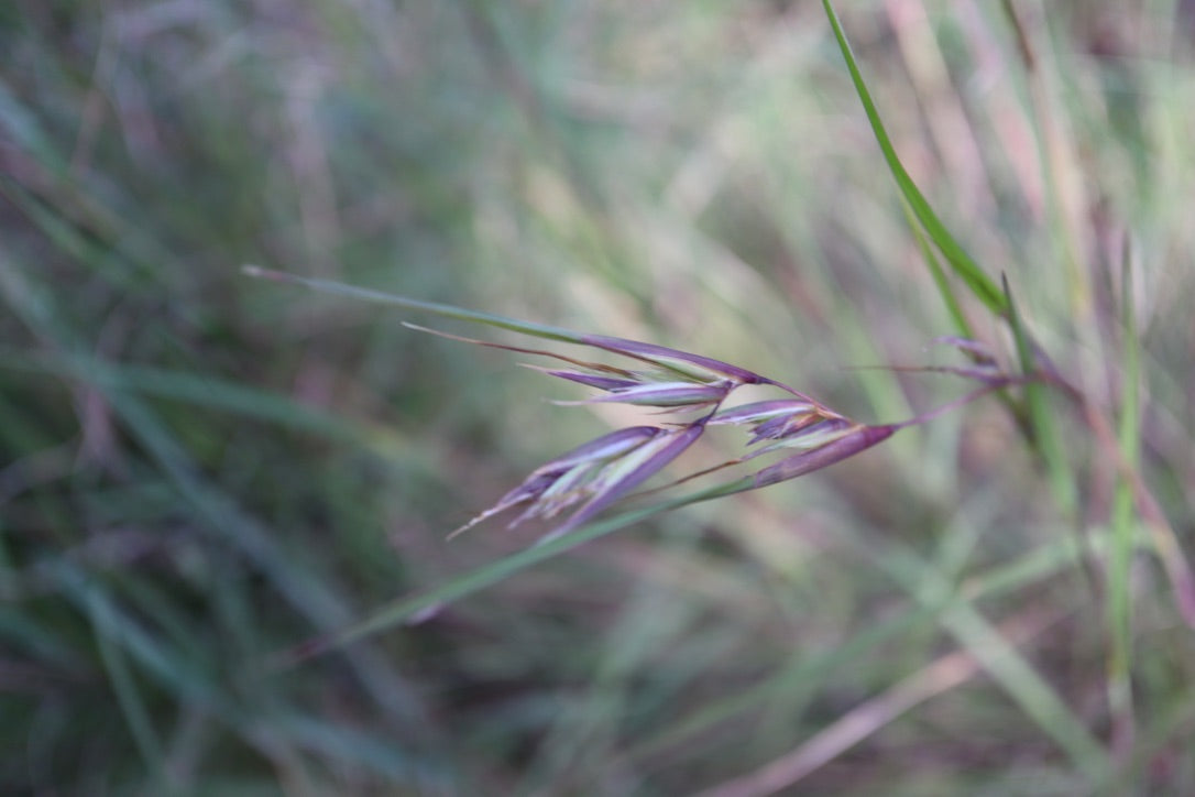 Grasses, Tufts & Lilies – Nick's Natives Grasses, Tufts & Lilies – Nick's Natives