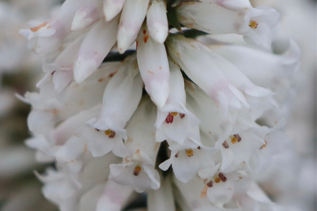 Surf Coast Provenance Plants – Nick's Natives