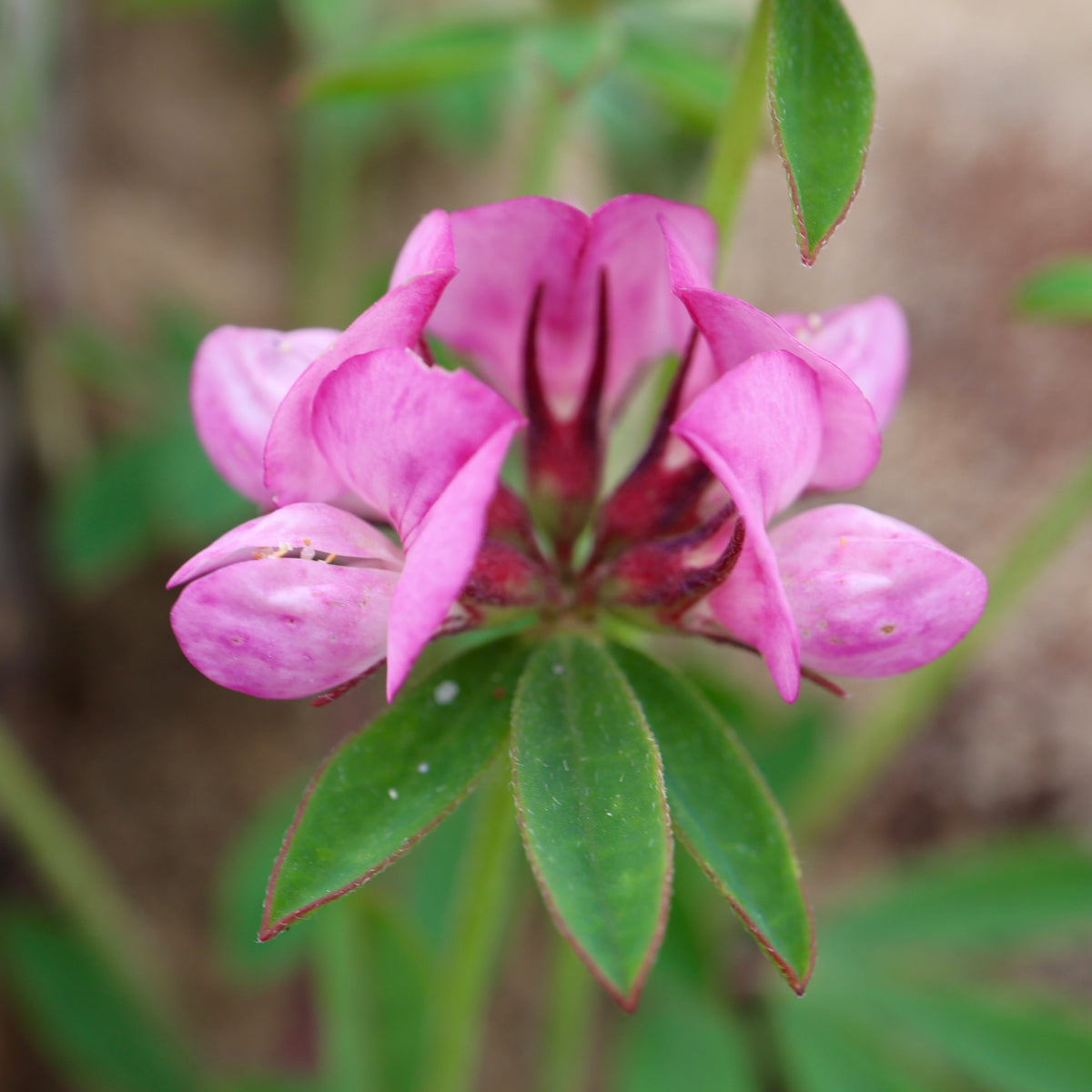 Lotus australis Austral Trefoil Bellarine Provenance – Nick's Natives