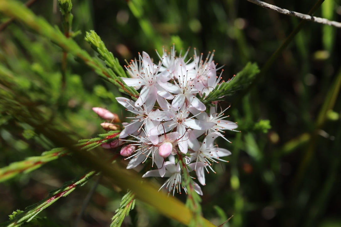 Calytrix tetragona Common Fringe-myrtle Surf Coast Provenance – Nick's ...