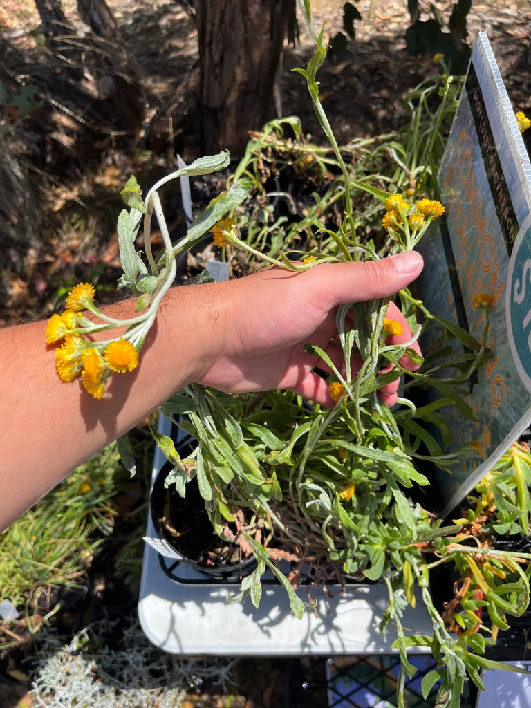 Chrysocephalum apicilatum Common Everlasting Surf Coast Provenance ...
