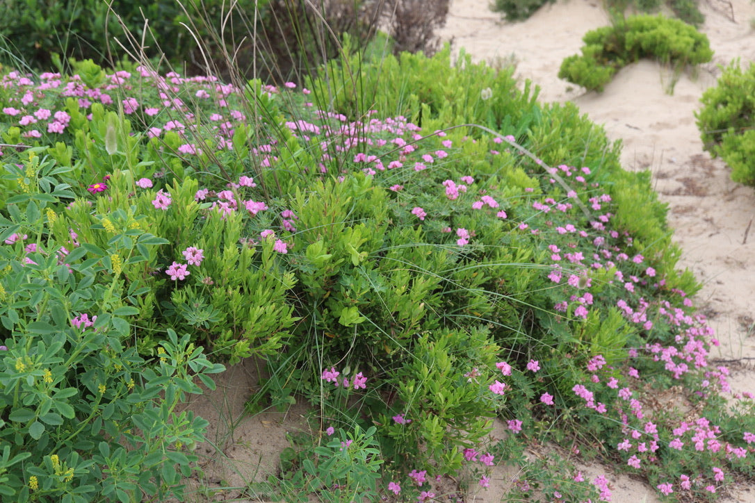 Lotus australis Austral Trefoil Bellarine Provenance – Nick's Natives