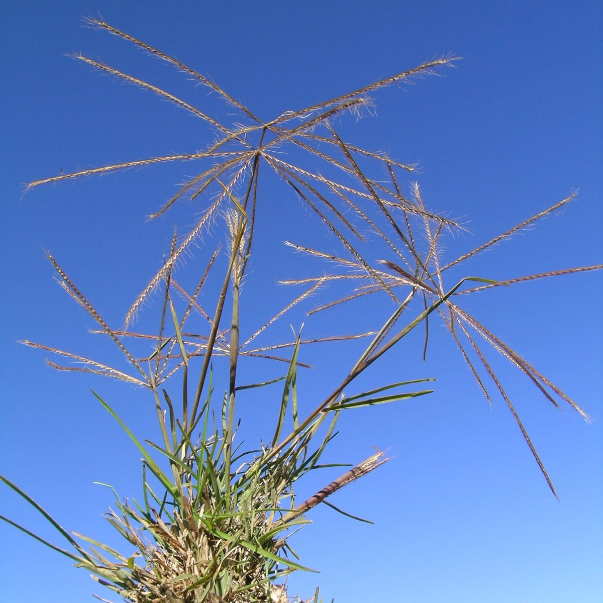 Chloris truncata Windmill Grass Bellarine Provenance – Nick's Natives