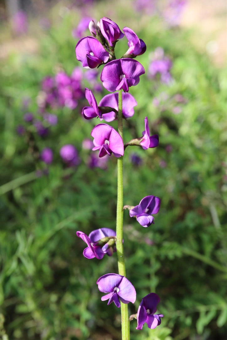 Swainsonia lessertiifolia Coast Swainson-pea Bellarine Provenance ...