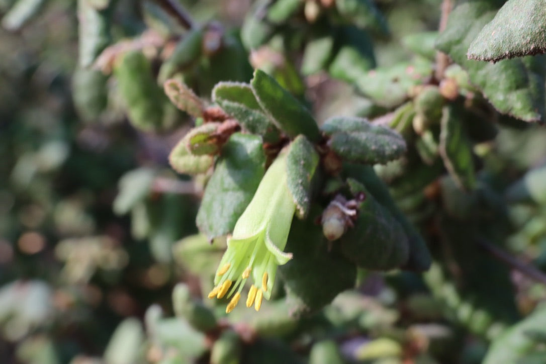 Correa reflexa var. reflexa Common Correa Bellarine Provenance – Nick's ...