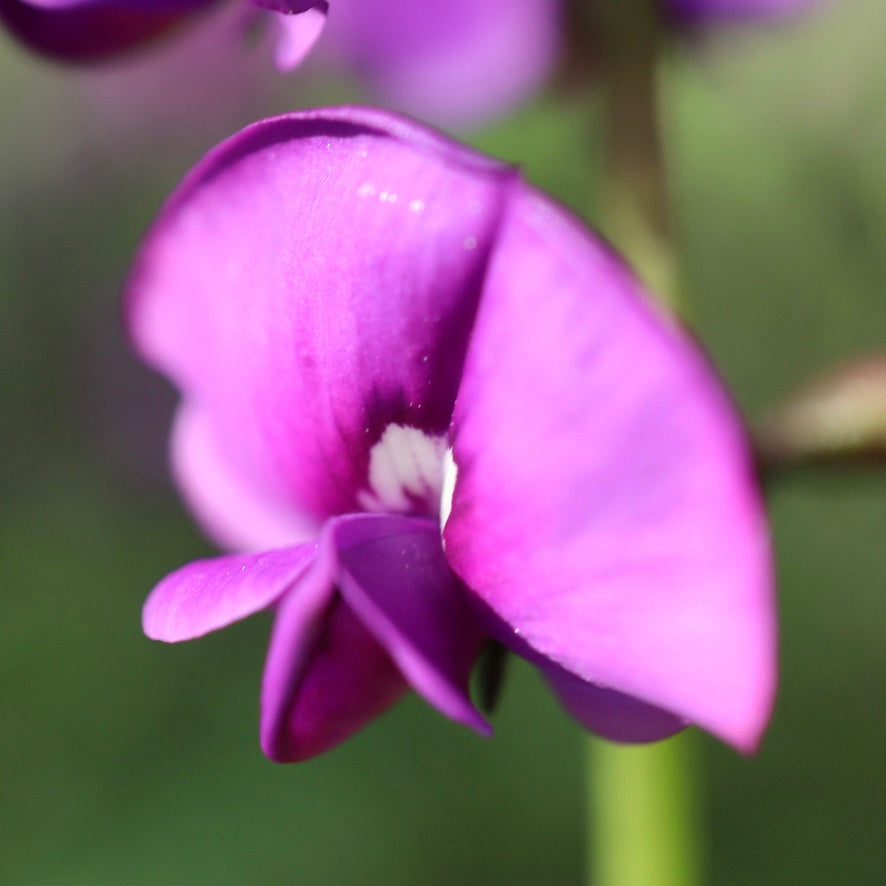 Swainsonia lessertiifolia Coast Swainson-pea Bellarine Provenance ...
