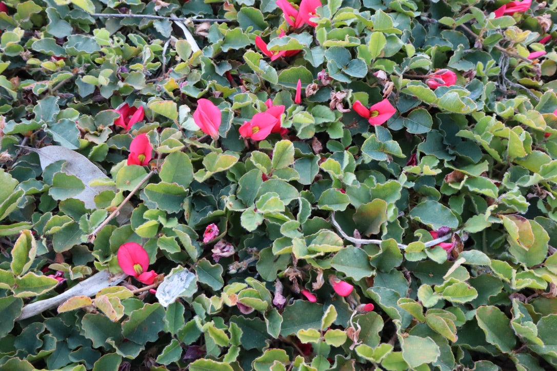 Kenedia Prostrata Running Postman – Nick's Natives