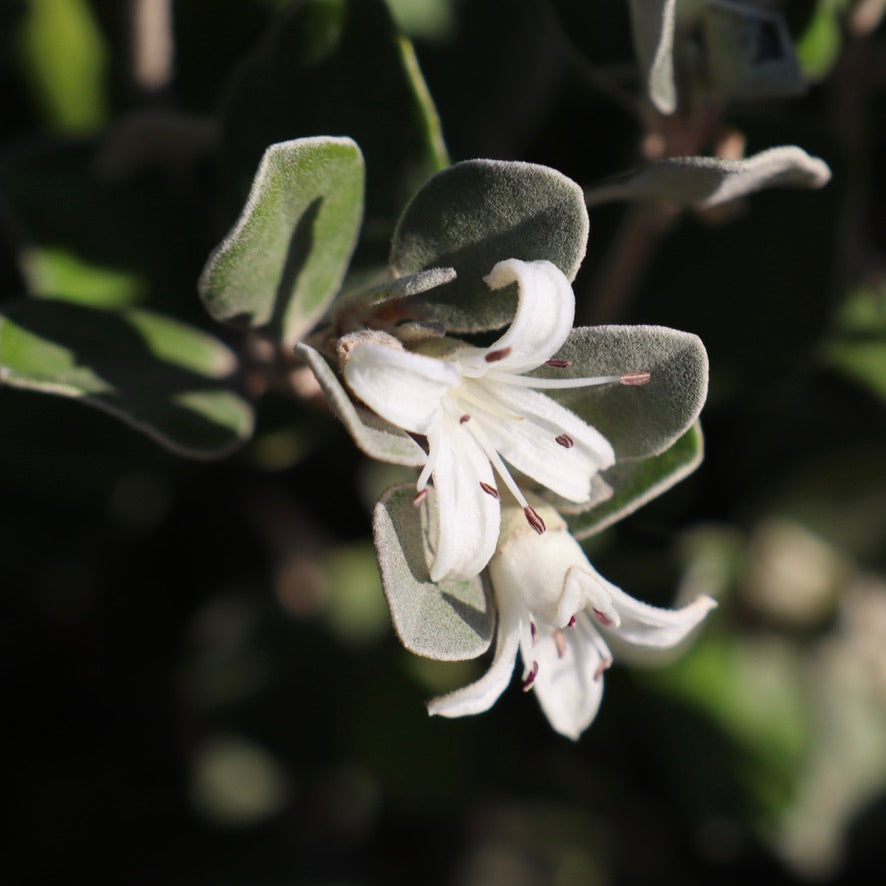 Correa alba White Correa – Nick's Natives