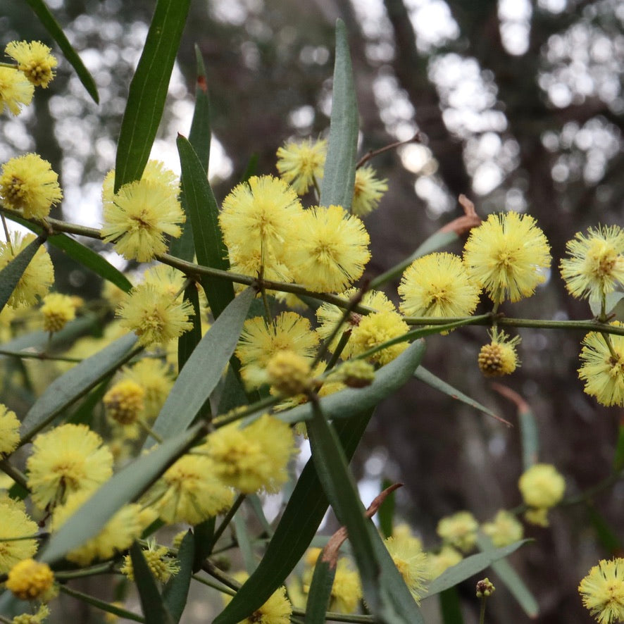 Acacia verniciflua Varnish Wattle Bellarine Provenance – Nick's Natives