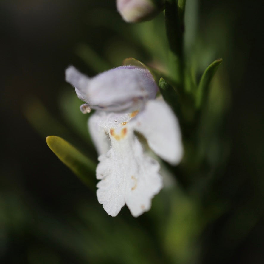Prostanthera nivea Snowy Mint-bush Bellarine Provenance – Nick's Natives