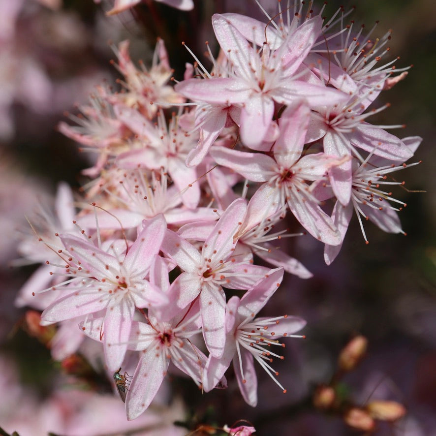 Calytrix tetragona Common Fringe-myrtle Surf Coast Provenance – Nick's ...