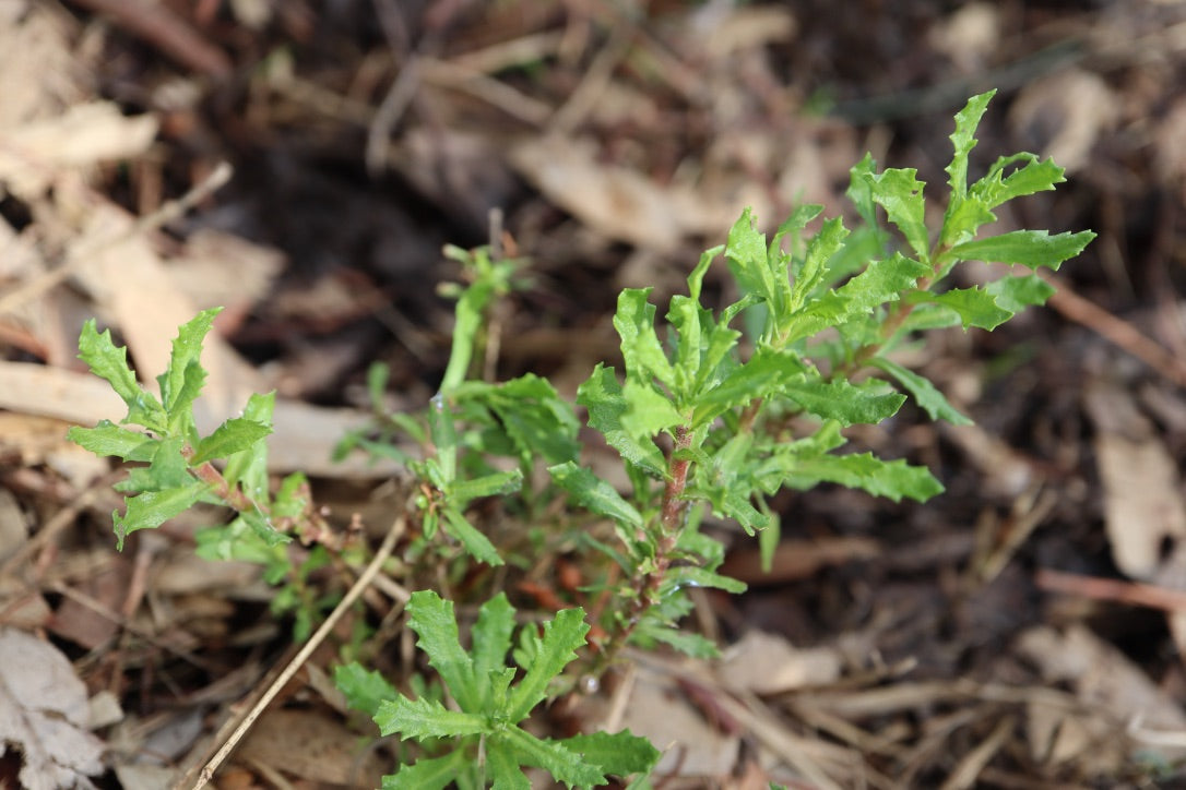 Centipeda cunninghamii Common Sneezeweed – Nick's Natives