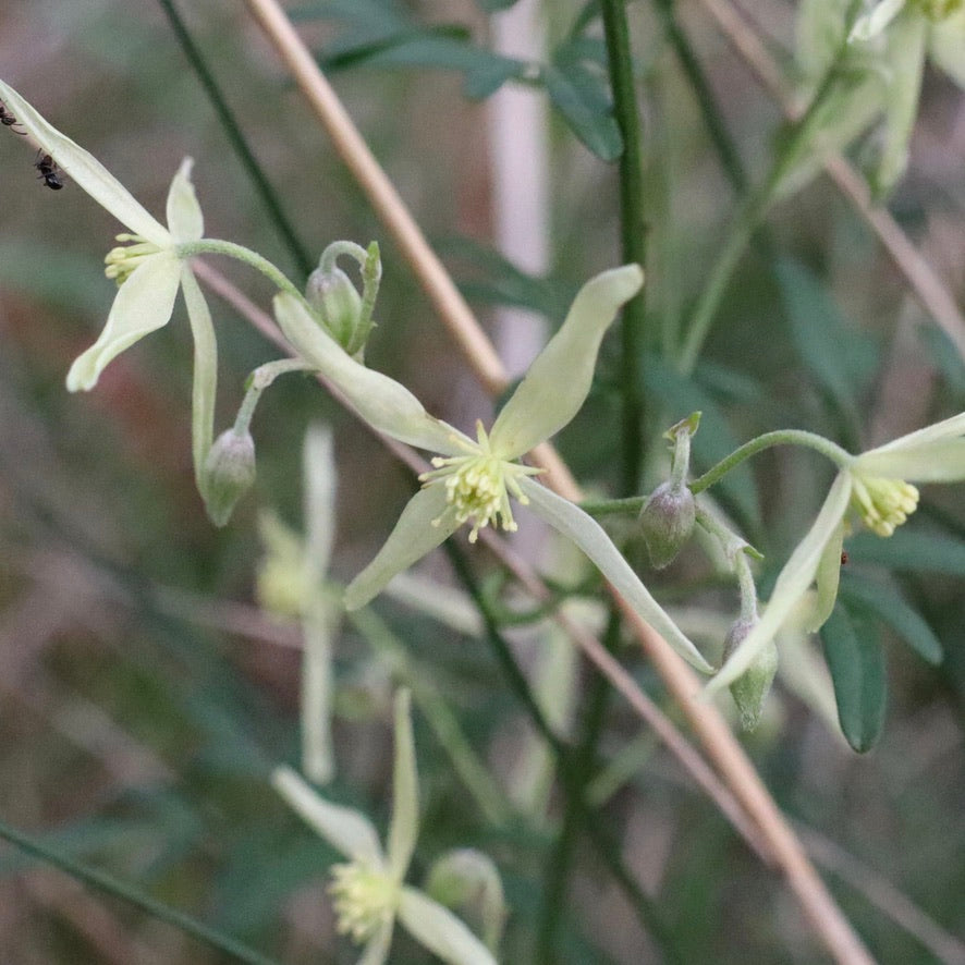 Clematis microphylla – Nick's Natives
