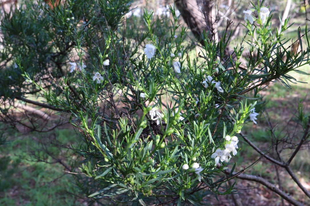 Prostanthera nivea Snowy Mint-bush Bellarine Provenance – Nick's Natives