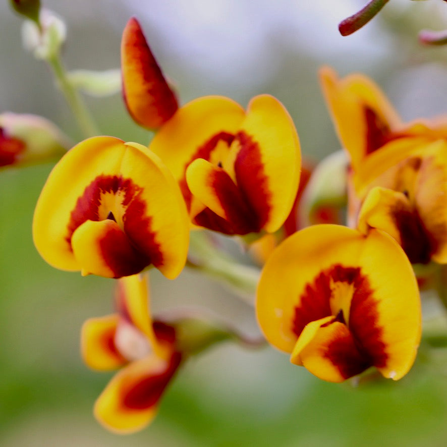 Daviesia latifolia Hop Bitter-pea – Nick's Natives