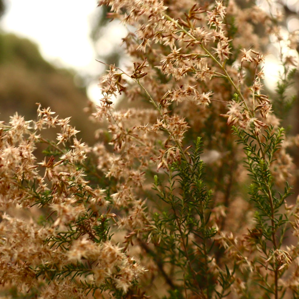 Cassinia sifton Stifton Bush – Nick's Natives