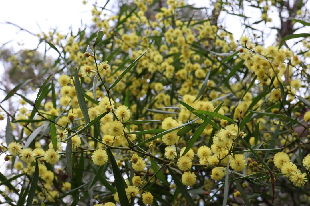 Acacia verniciflua Varnish Wattle Bellarine Provenance – Nick's Natives