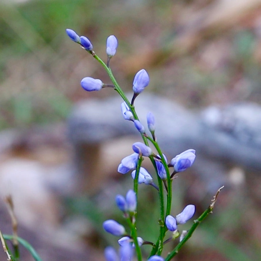 Comesperma volubileLove Creeper – Nick's Natives