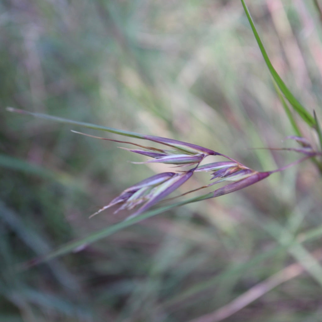 Themeda triandra Kangaroo Grass Bellarine Provenance – Nick's Natives