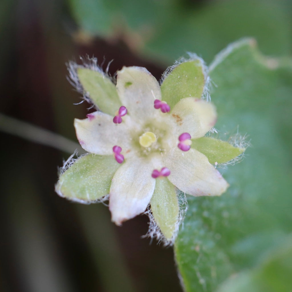 Dichondra repens Kidney Weed – Nick's Natives