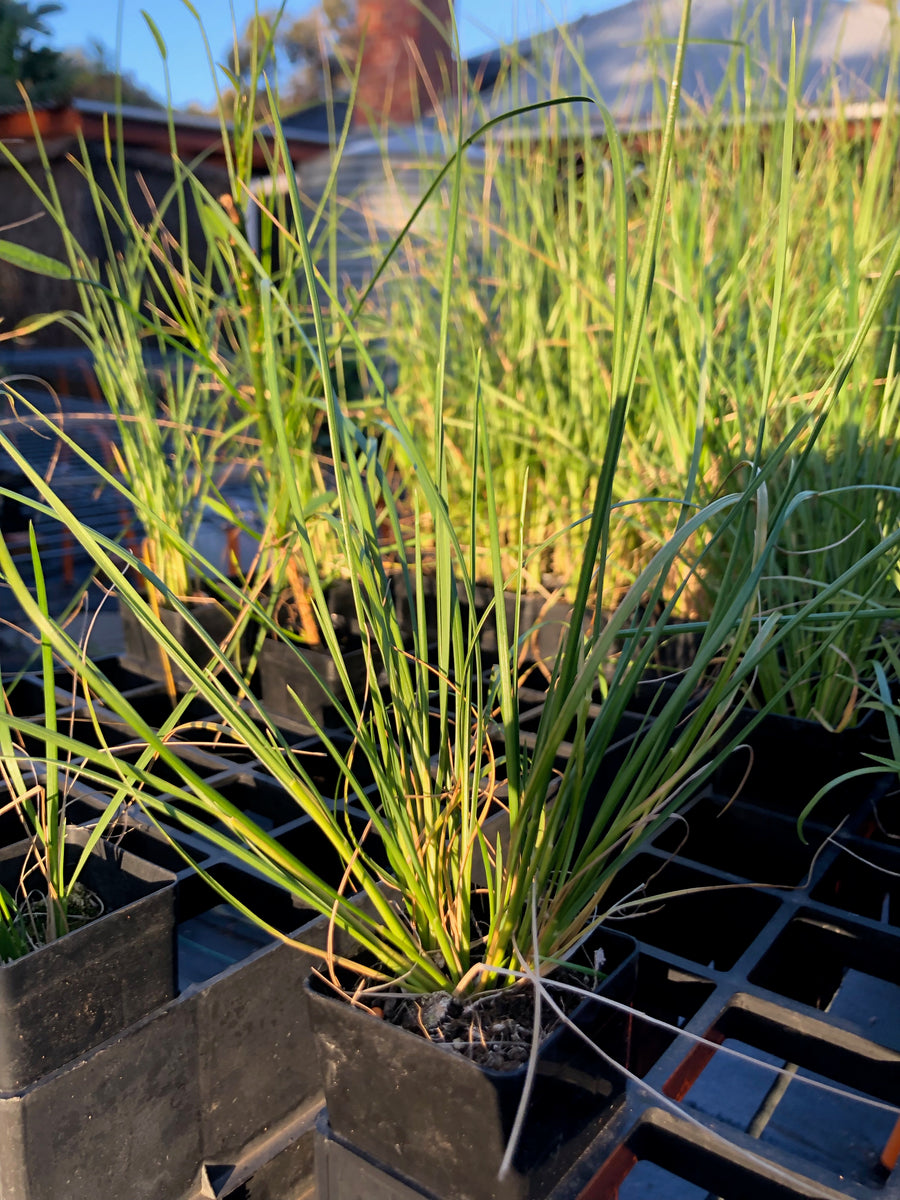 Poa labillardierei var. labillardierei Common Tussock Grass Bellarine ...