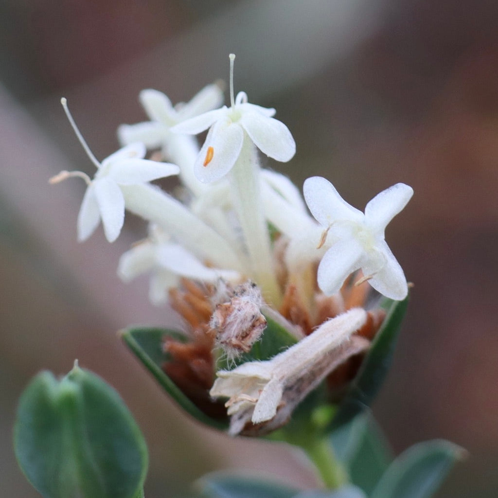 Pimelea glauca Smooth Rice-flower – Nick's Natives