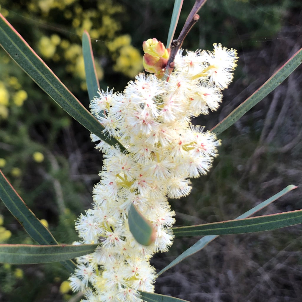 Acacia suaveolens Sweet Wattle Bellarine Provenance – Nick's Natives