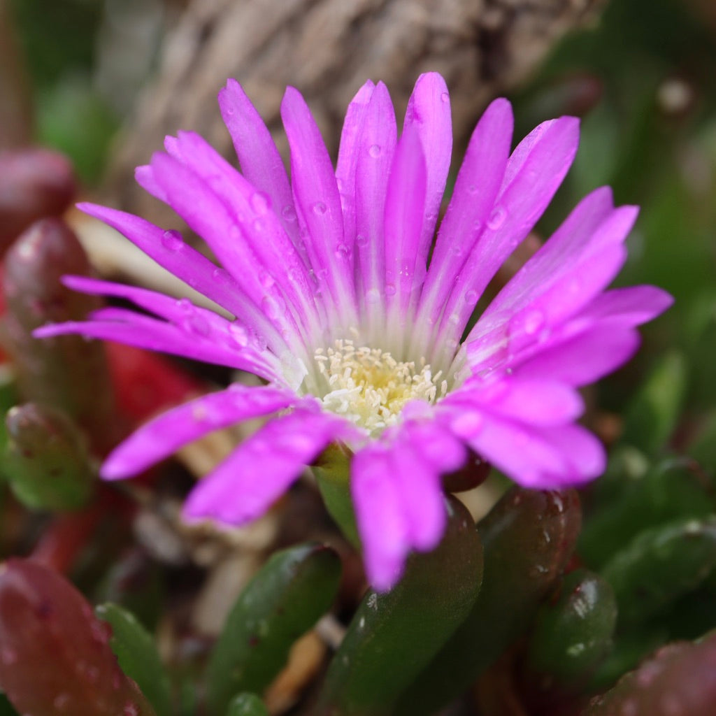 Disphyma crassifolium ssp. clavellatium Rounded Noon-flower – Nick's ...
