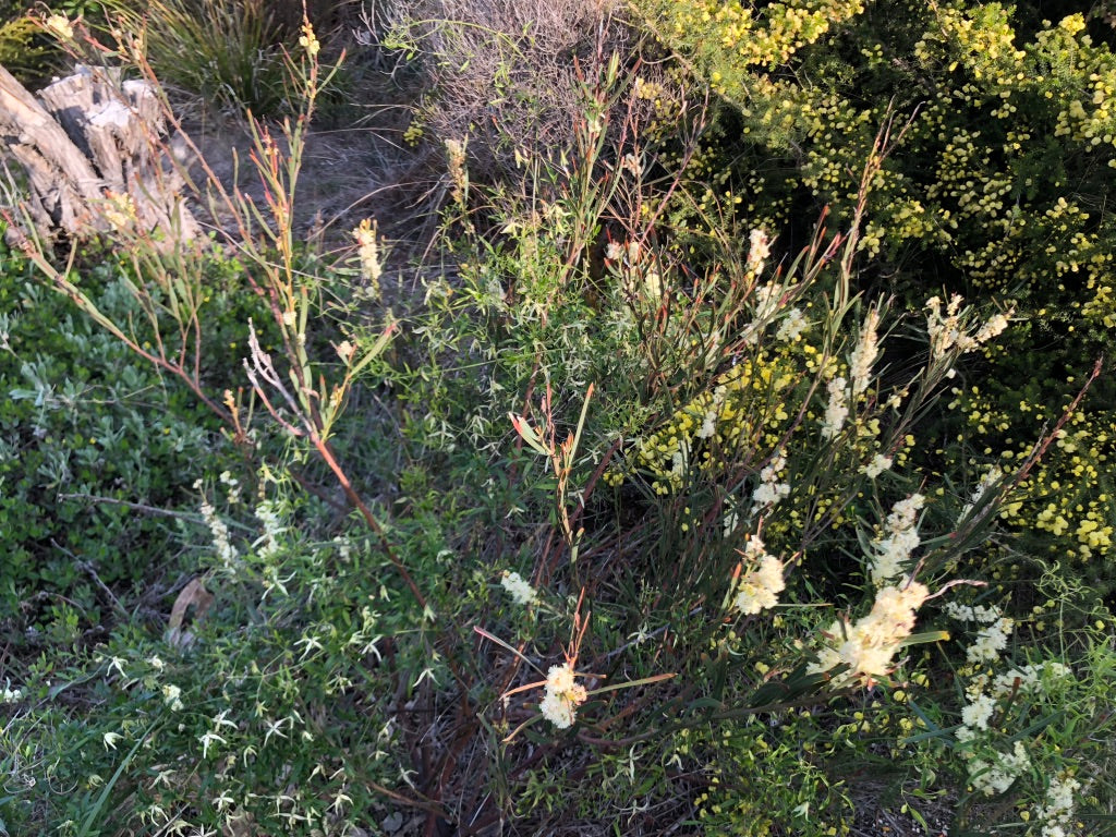 Acacia suaveolens Sweet Wattle Bellarine Provenance – Nick's Natives