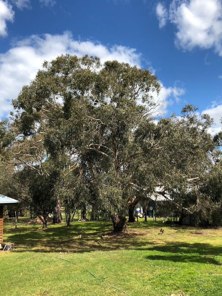 Eucalyptus ovata Swamp Gum – Nick's Natives