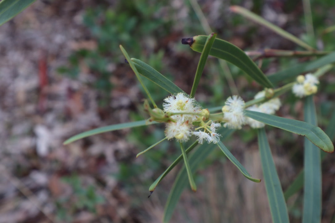 Acacia suaveolens Sweet Wattle Bellarine Provenance – Nick's Natives