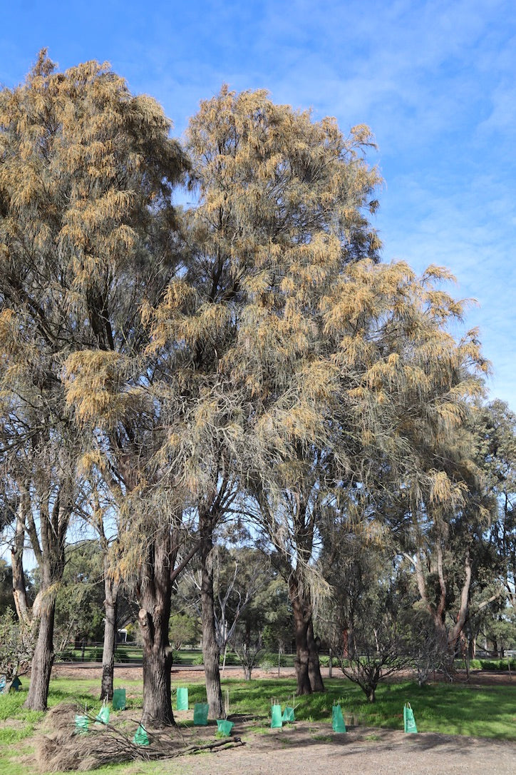 Allocasuarina verticillata Drooping Sheoak – Nick's Natives