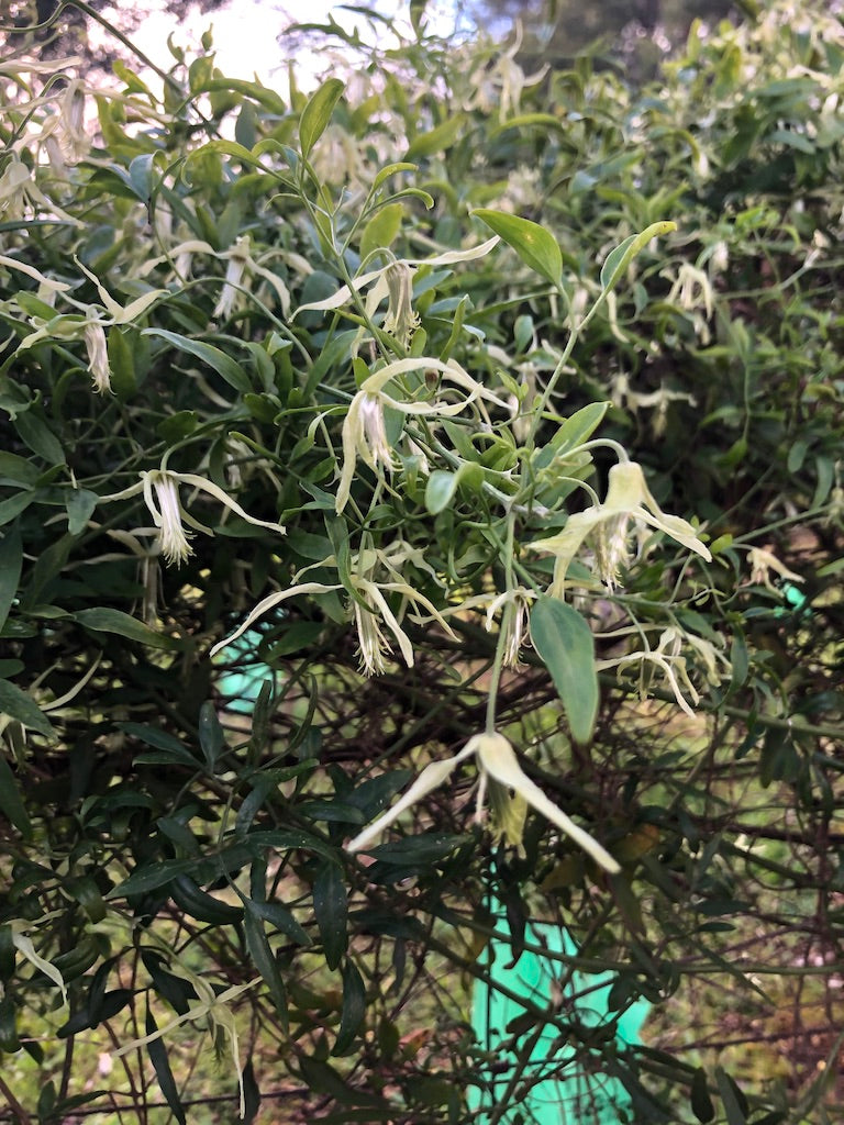 Clematis microphylla – Nick's Natives