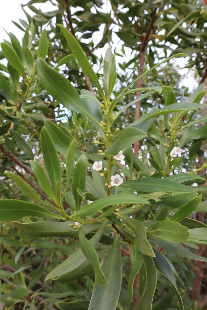 Myoporum insulare Common Boobiala – Nick's Natives