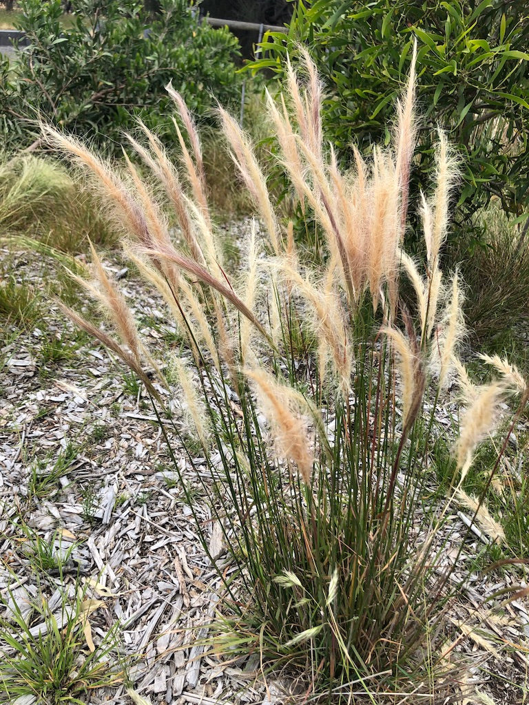 Dichelachne rara Common Plume Grass – Nick's Natives