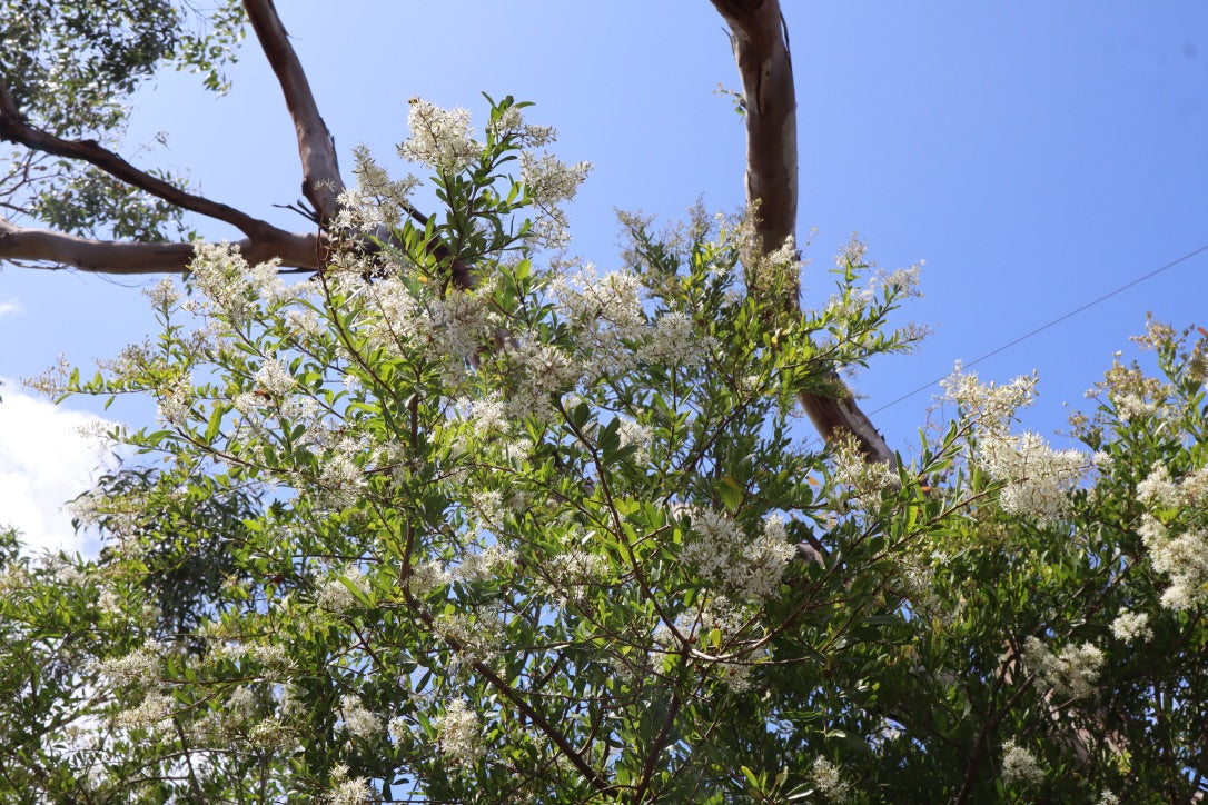 Bursaria spinosa ssp. spinosa Sweet Bursaria – Nick's Natives