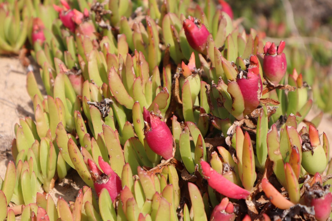 Carpobrotus rossii Karkalla Bellarine Provenance – Nick's Natives