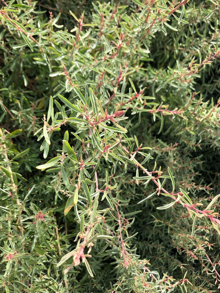 Atriplex paludosa ssp. paludosa Marsh Saltbush – Nick's Natives