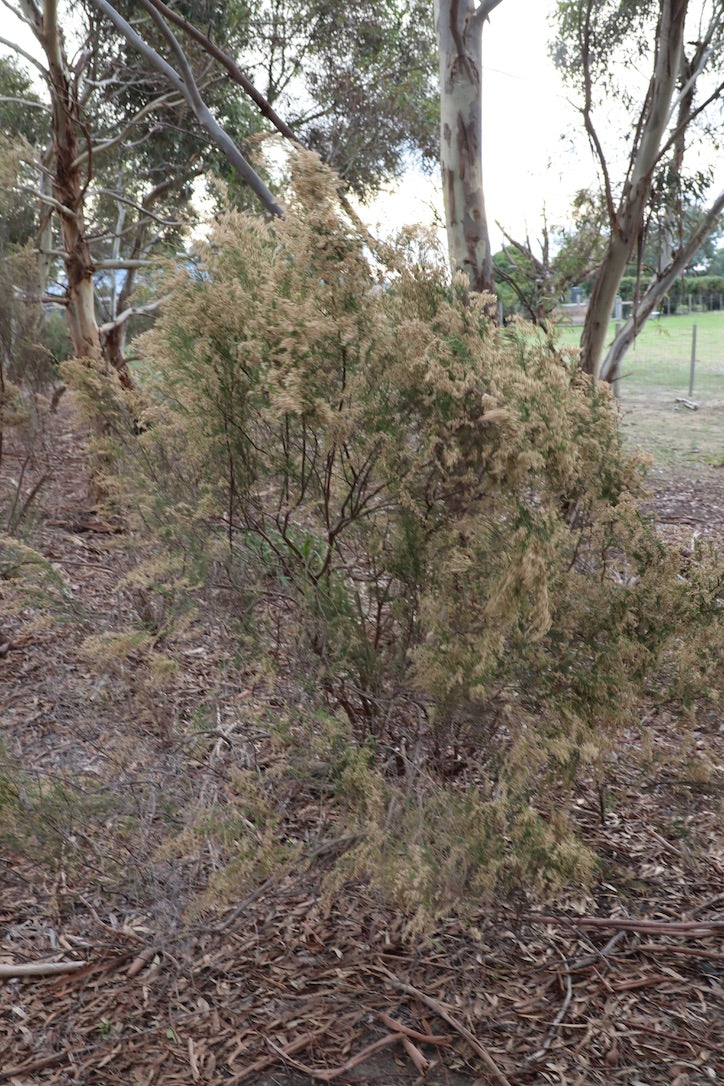 Cassinia sifton Stifton Bush – Nick's Natives