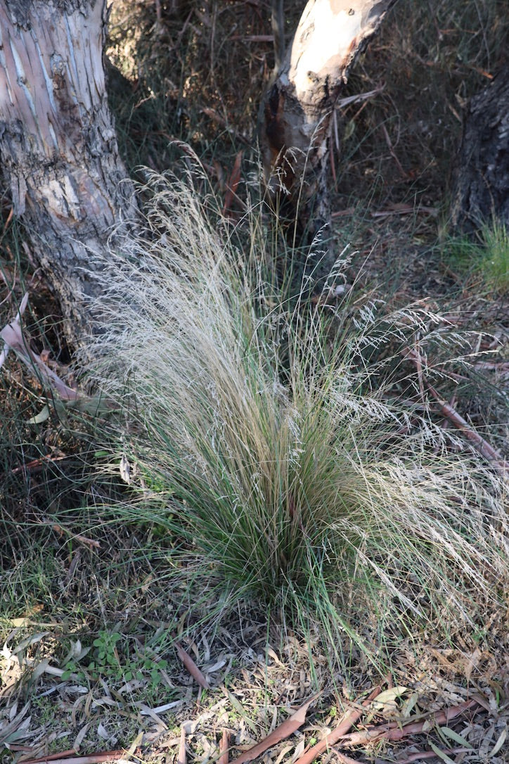 Poa labillardierei var. labillardierei Common Tussock Grass Bellarine ...