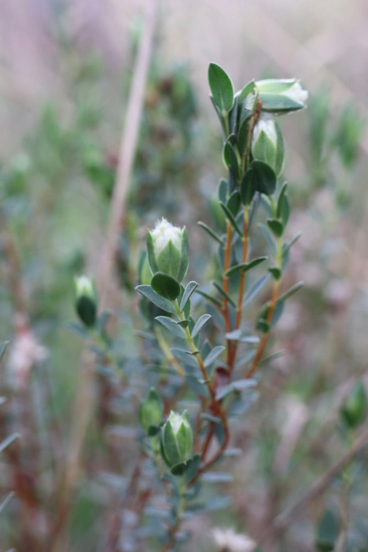 Pimelea glauca Smooth Rice-flower – Nick's Natives