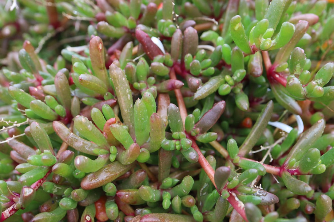 Disphyma crassifolium ssp. clavellatium Rounded Noon-flower – Nick's ...