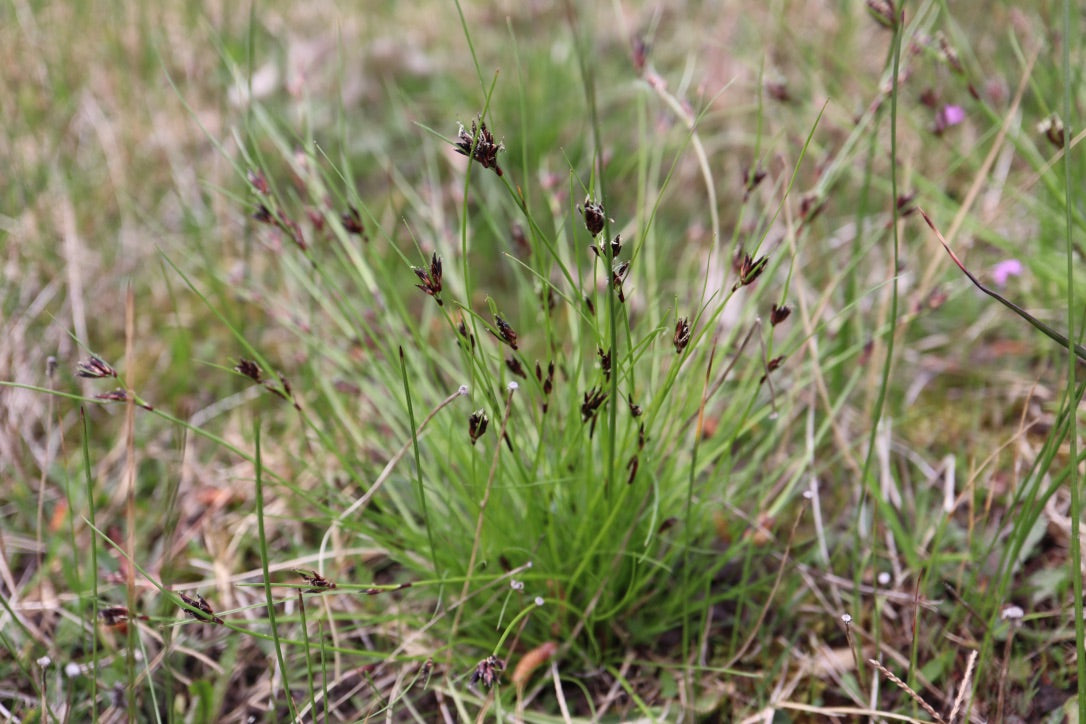 Schoenus apogon (Common Bog-rush) – Nick's Natives