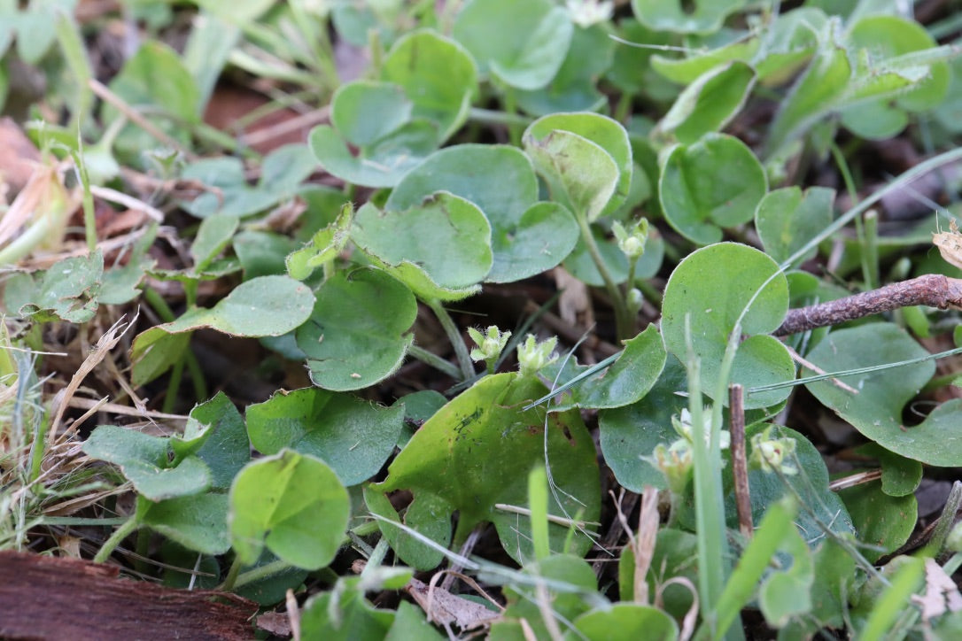 Dichondra repens Kidney Weed – Nick's Natives