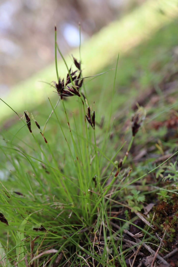 Schoenus apogon (Common Bog-rush) – Nick's Natives