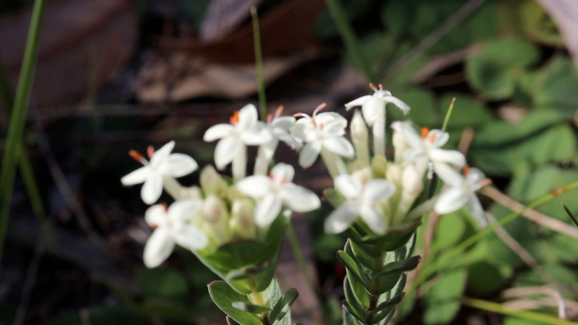 Pimelea humilis Common Rice-flower – Nick's Natives