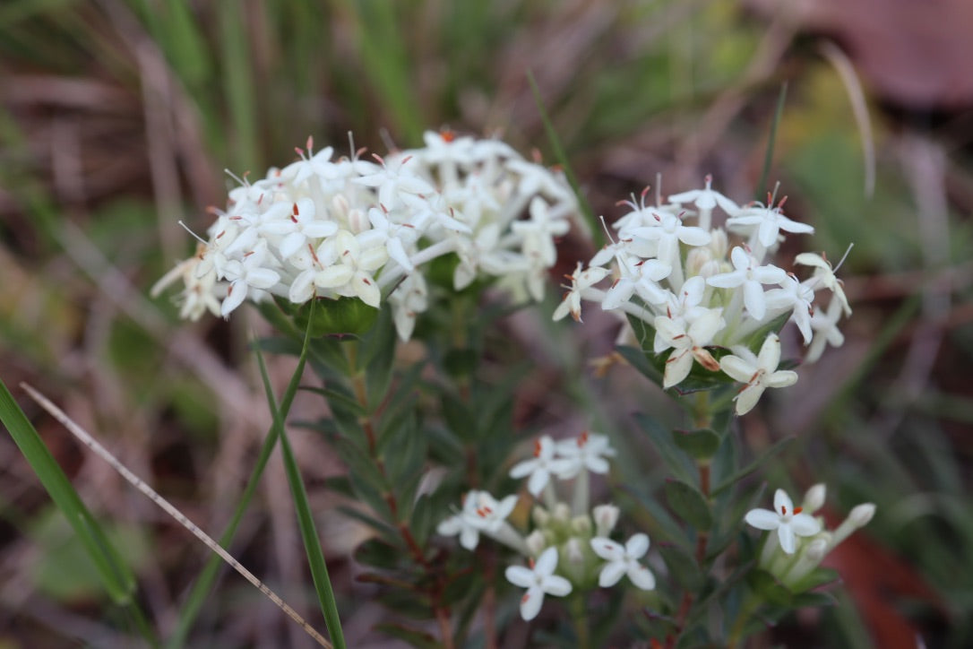Pimelea humilis Common Rice-flower – Nick's Natives