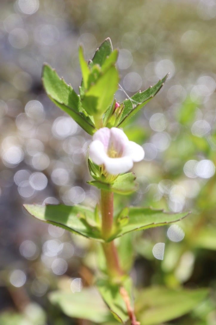 Gratiola peruviana Austral Brooklime Bellarine Provenance – Nick's Natives