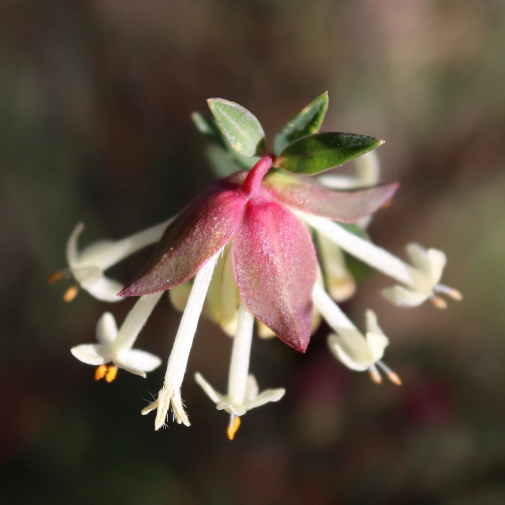Pimelea linifolia Slender Rice Flower – Nick's Natives