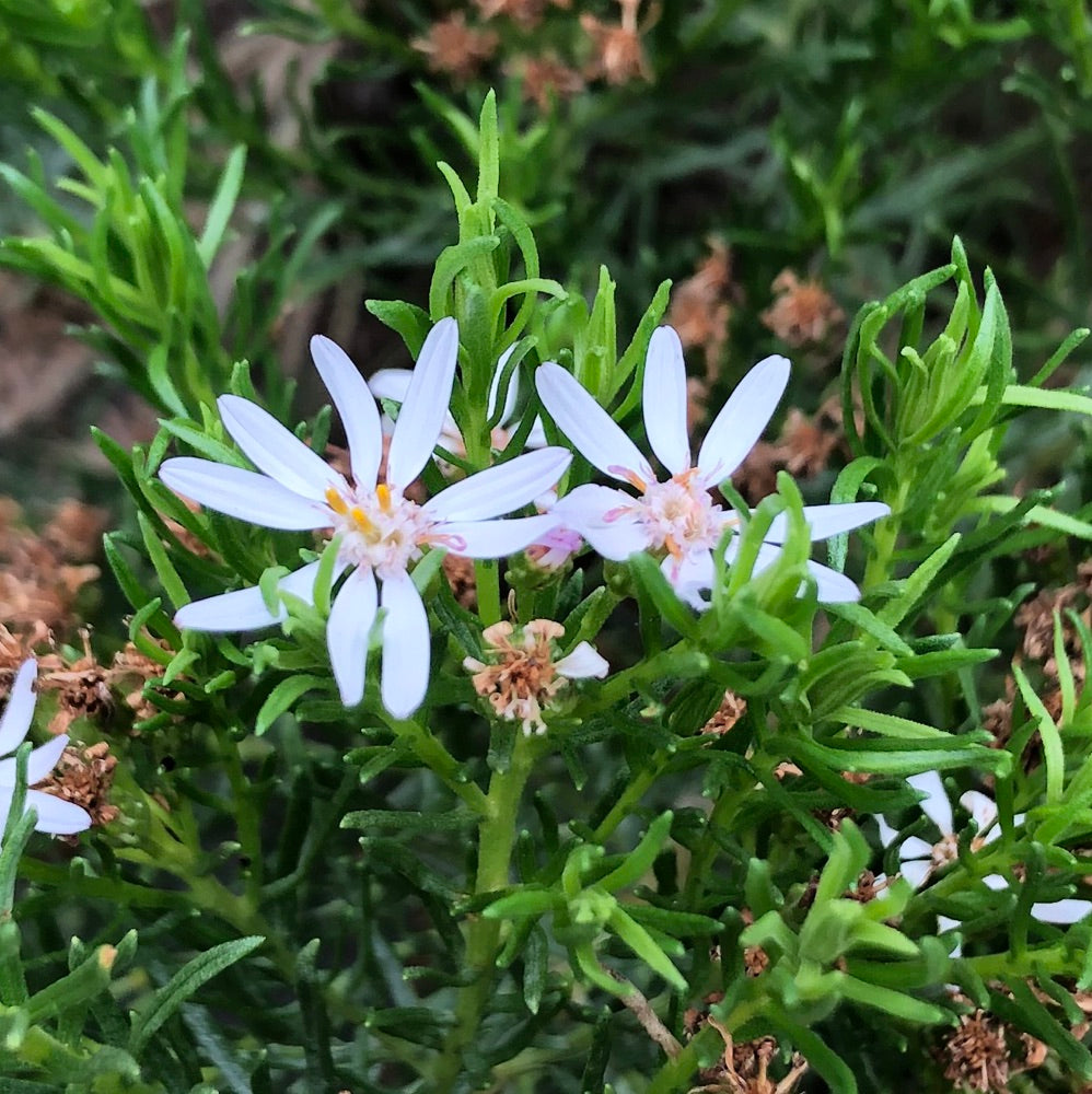 Oleria Glutinosa Sticky Daisy Bush – Nick's Natives